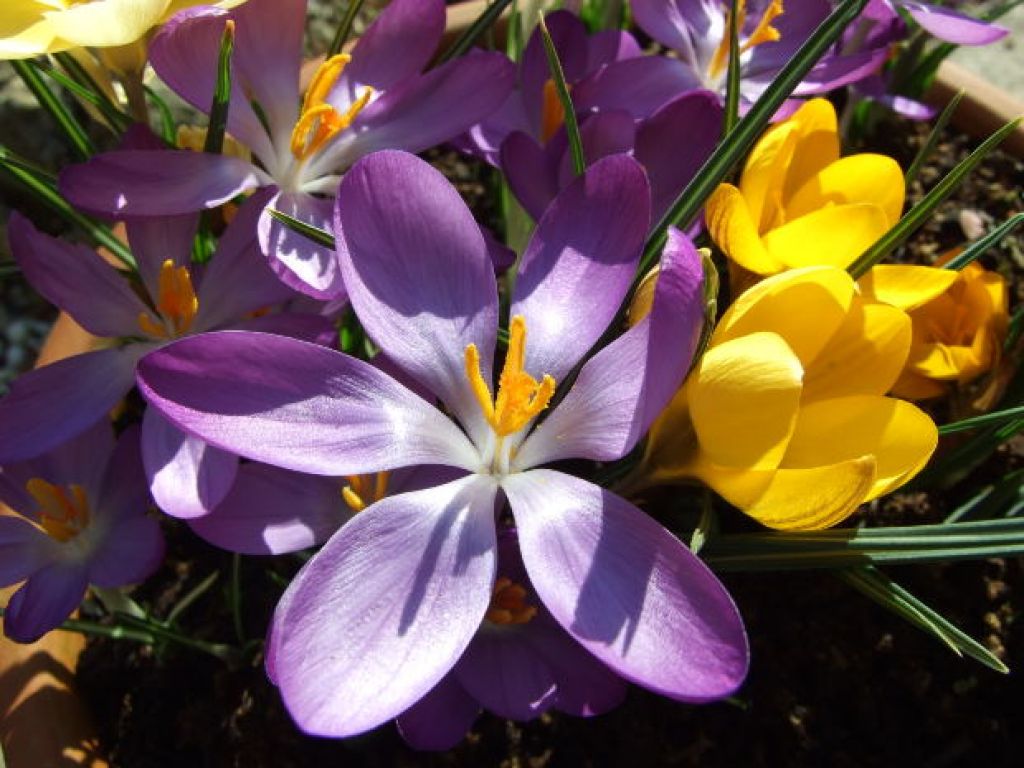spring-season-dafodil-chivalry-flower-for-wallpapers-hd-free – Key ...